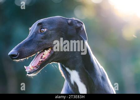 Black greyhound with white background Stock Photo - Alamy