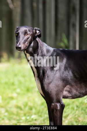 Black Greyhound outdoors Stock Photo - Alamy