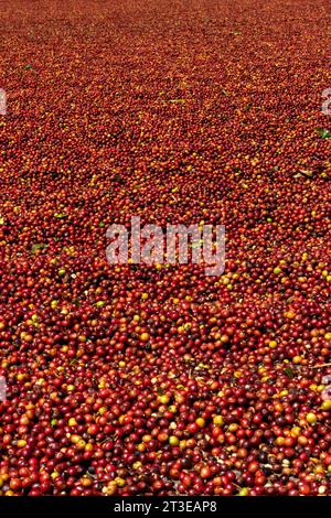Red beans of arabica coffee, red and perfectly fruit is the initial ...