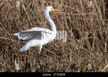 great white erget vist cornwall and a spoonbill vist cornwall for ...