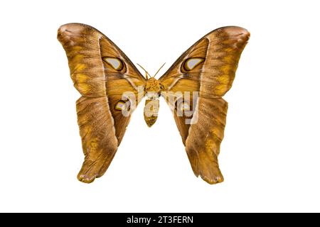 The largest butterfly in nature. Coscinocera hercules. Summer Stock ...