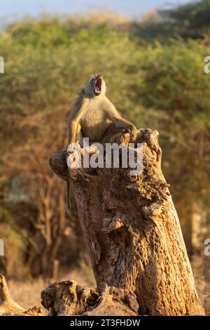 Hamadryas baboon (Papio hamadryas), male yawning, zoo, Ethiopia, Africa ...