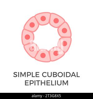 Simple cuboidal epithelium. Epithelial tissue types. A single layer of ...