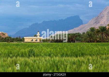 Sultanate of Oman, Ibri region, Amlah Stock Photo - Alamy