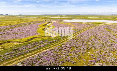 Cape Hornu flowered by wild statice. graphics Stock Photo - Alamy
