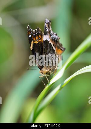 Garden Commodore Butterfly (Precis archesia archesia), South Africa ...