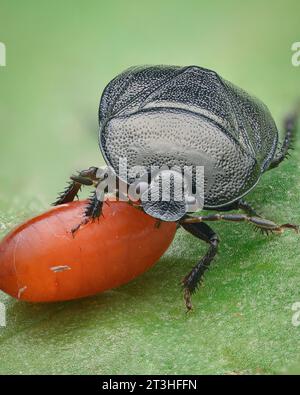 Hemiptera, insects, entomology, insect taxonomy, insect classification ...