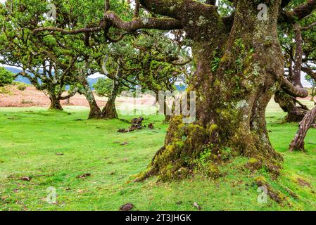 Moss and plant covered ancient stinkwood (Ocotea foetens), Old laurel ...