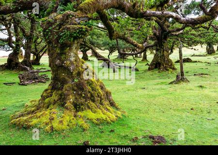 Stinkwood (Ocotea foetens) overgrown with moss and plants in the mist ...