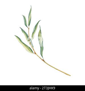 Willow plant clipart, vintage botanical illustration vector Stock ...