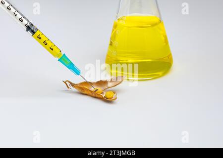 Soybeans with syringe. Genetically modified crops, herbicide and insect ...