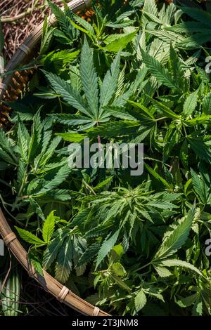 Freshly harvested Cannabis leaves in basket Stock Photo - Alamy