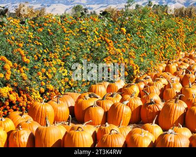 Pumpkins on Display at Base of Flowers Stock Photo - Alamy