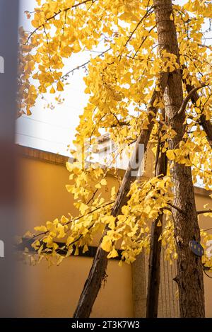 In late autumn, the ginkgo trees are golden and beautiful in the ...