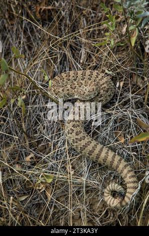 Prairie Rattlesnake (Crotalus viridis) from Jefferson County, Colorado ...
