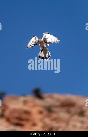 Australian brown falcon in flight Stock Photo - Alamy