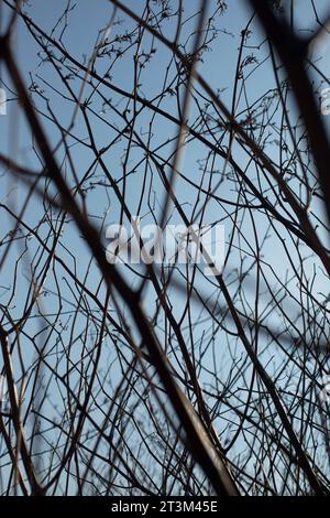 Branches of plants without leaves. Wood details. Bushes against sky ...