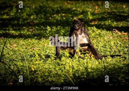 The southern muriqui (Brachyteles arachnoides) is a muriqui (woolly ...