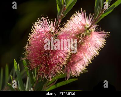 Callistemon citrinus Reeve's Pink Stock Photo - Alamy