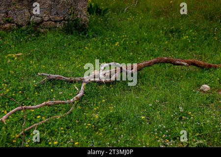 Long tree branch curled and curved, fallen of a tree and on the ground ...