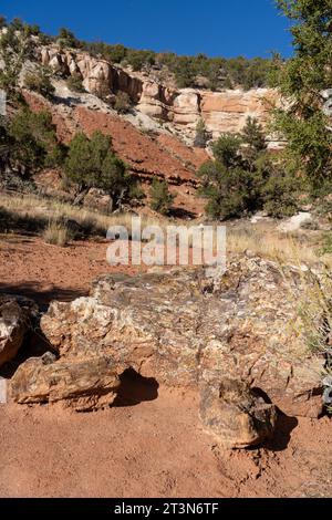 Juniper tree in Escalante Petrified Forest State Park, Utah, United ...