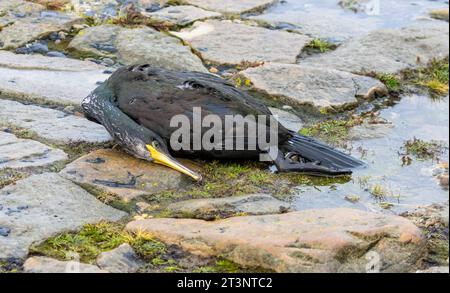 Dead shag seabird killed in the stormy weather Stock Photo - Alamy