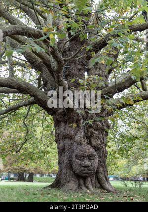The giant grandfather tree at Acton public park. The tree looks like ...