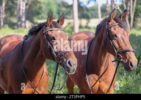 The Twins, head shots of 2 bay horses, a warmblood and a Irish Sport ...