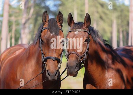 The Twins, head shots of 2 bay horses, a warmblood and a Irish Sport ...