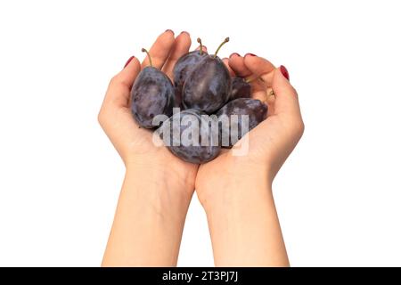 Tasty plums in woman hands with red nail polish isolated on a white ...