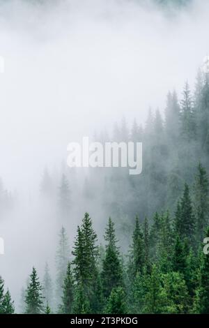 Aerial photography of the hazy primitive forest amidst clouds and mist ...