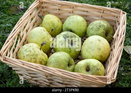 Phyllachora pomigena, Cladosporium or Schizothyrium pomi covering ...