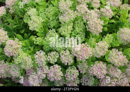 In summer, Sedum maximum grows in the garden Stock Photo - Alamy
