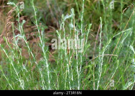 A type of wormwood grows in the wild - Artemisia marschalliana Stock ...