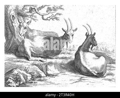 Three goats are resting under a tree Stock Photo - Alamy
