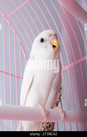 A white budgie looks out of a pink cage Stock Photo - Alamy