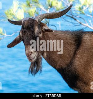 the wild Mallorcan goat in Sa Calobra bay in Majorca Spain Stock Photo ...