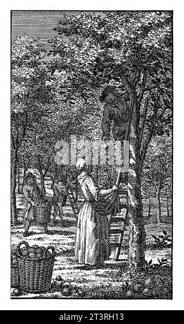 September men and women picking fruit in an orchard., Jan Caspar ...