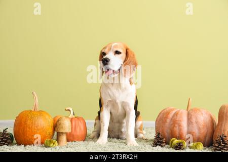 Cute Beagle dog with pumpkins near green wall. Thanksgiving Day ...
