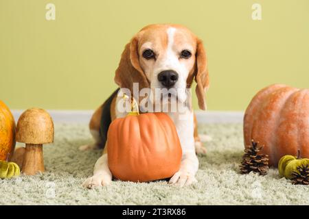 Cute Beagle dog with pumpkins near green wall. Thanksgiving Day ...
