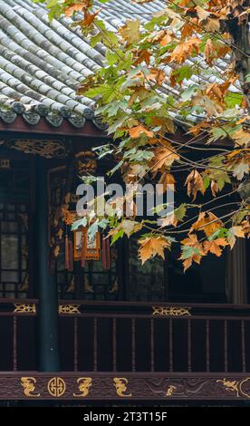 Wutong trees beside ancient buildings Stock Photo - Alamy