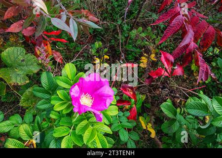 Salt spray rose and stag horn sumac scenic detail in late October Stock ...