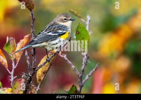 Yellow-rumped warbler during fall migration Stock Photo - Alamy
