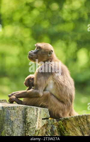 Gelada (Theropithecus gelada) mother with its youngster sitting on an ...