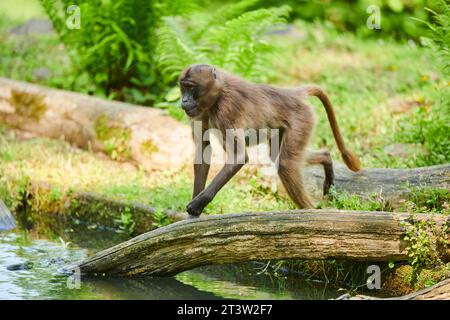 Gelada (Theropithecus gelada) female walking, captive, distribution ...