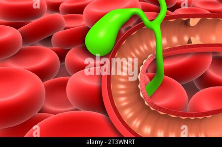Liver, gallbladder pancreas duodenum and the bile passages Stock Photo ...