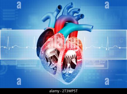 Human heart anatomy with ecg graph background. 3d illustration Stock ...