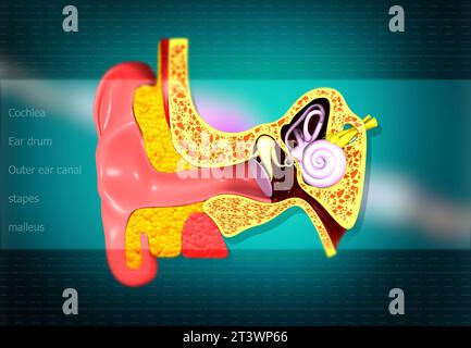 Cross-section of the human ear. 3d illustration Stock Photo - Alamy