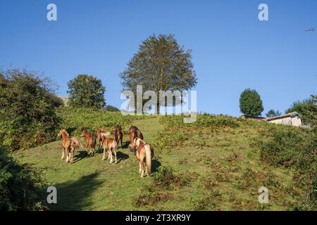 GR 20 trail - Circular route to Aralar, Aralar natural park, Guipuzcoa ...