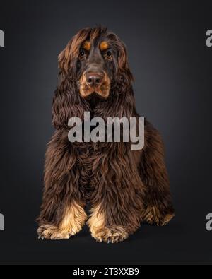 Young adult choc and tan Cocker Spaniel dog, standing facing front ...